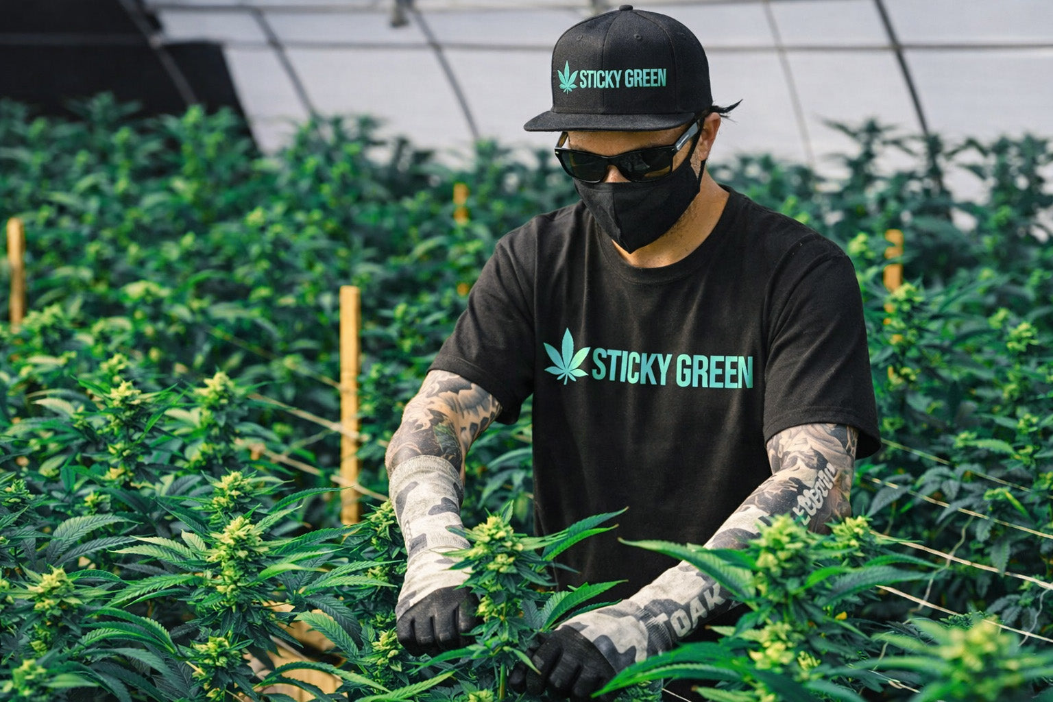 Sticky Green | Premium THCa Flower, Exotic Strains & Hemp Products